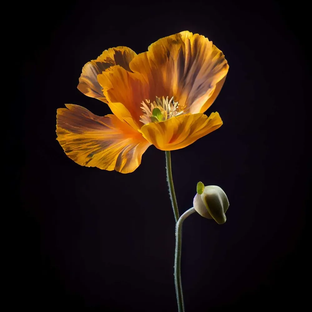 Editorial Professional Flower Photographs Midjourney Prompt | PromptBase