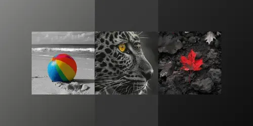 Selective Color Photographs Midjourney Prompt | PromptBase