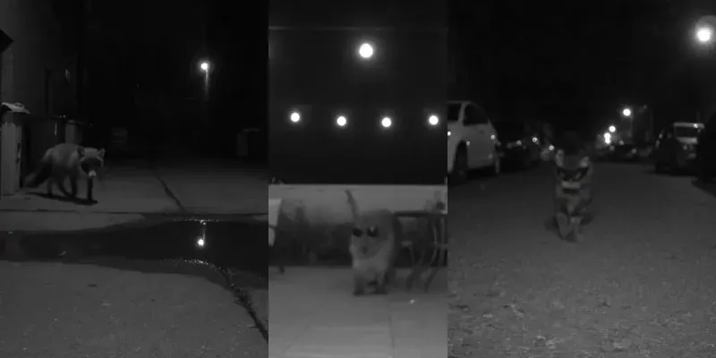 Cctv Animals Giving The Middle Finger Veo Prompt | PromptBase